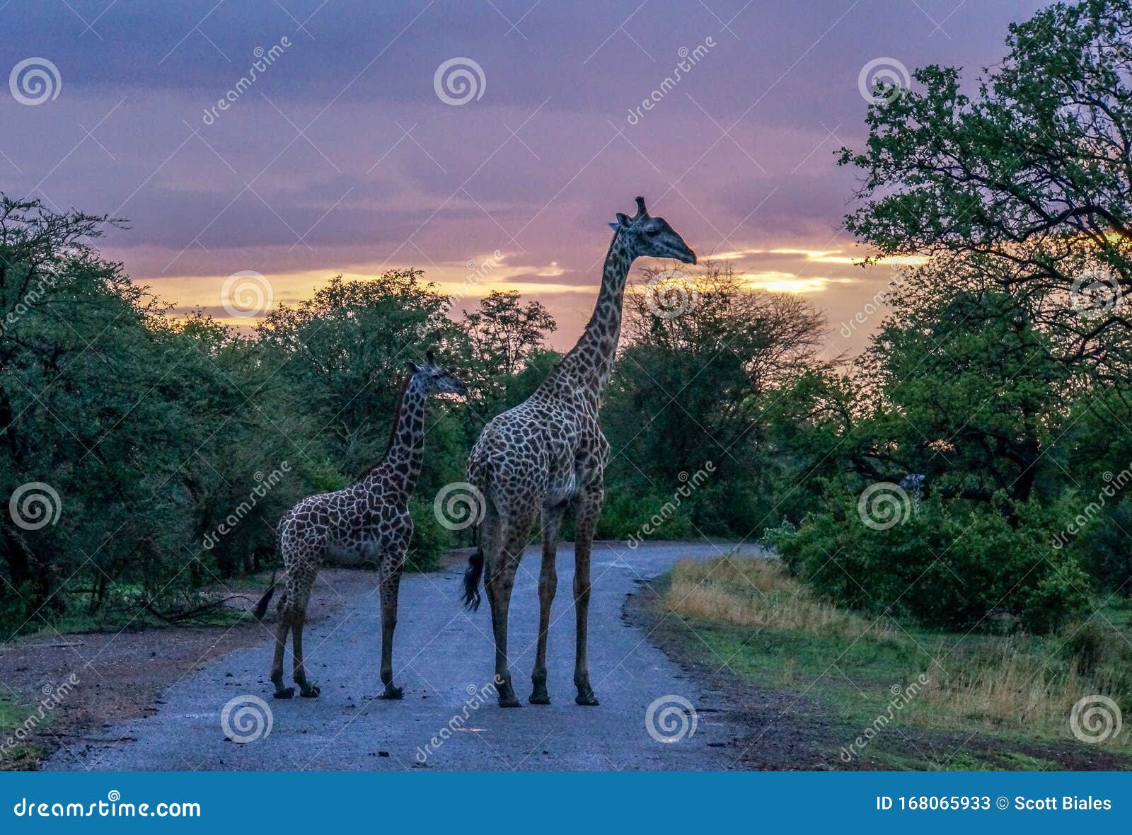 Giraffes on road stock image. Image of camelopardalis - 168065933