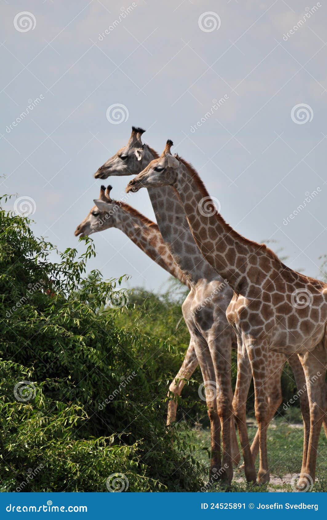 Giraffes on a row stock image. Image of botswana, together - 24525891