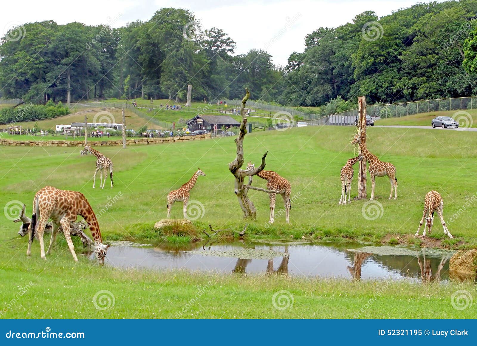 Giraffes Safari Park stock image. Image of animals, wildlife - 52321195