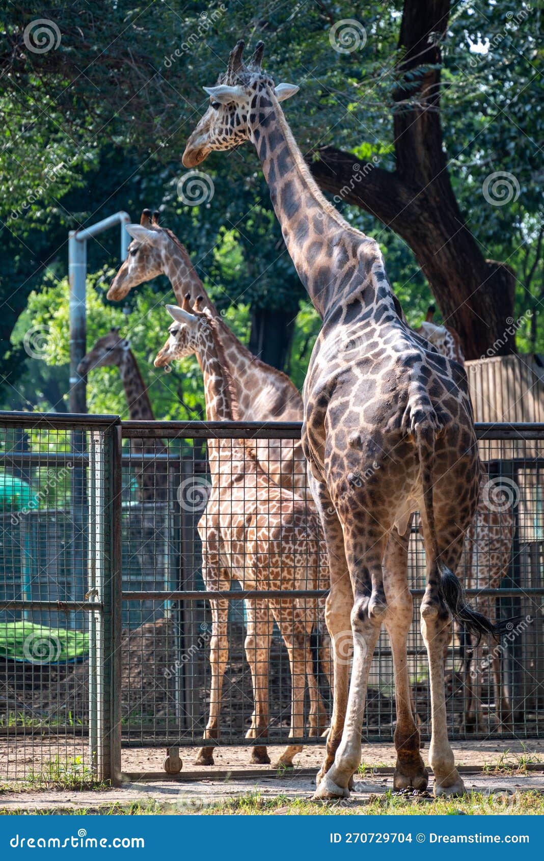 Giraffes Standing in a Fenced Enclosure on a Grassy Field Stock Photo ...