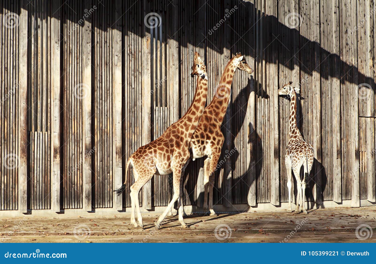 Giraffes at sun stock image. Image of decoration, wildlife - 105399221