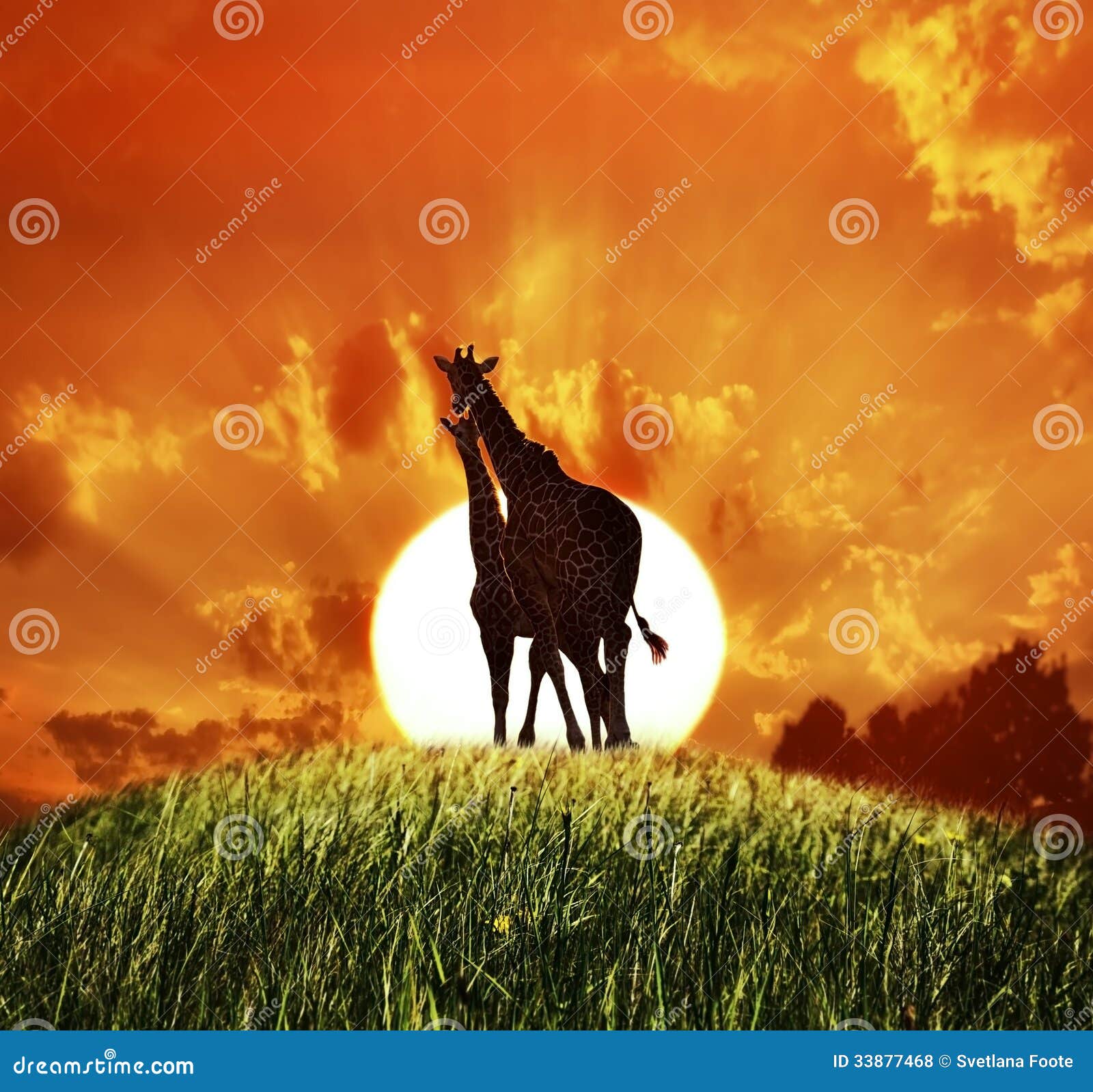 Giraffes at Sunset stock photo. Image of silhouette, evening - 33877468