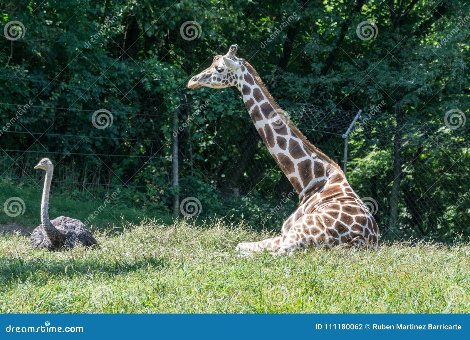Giraffe and ostrich stock photo. Image of giraffa, nature - 111180062