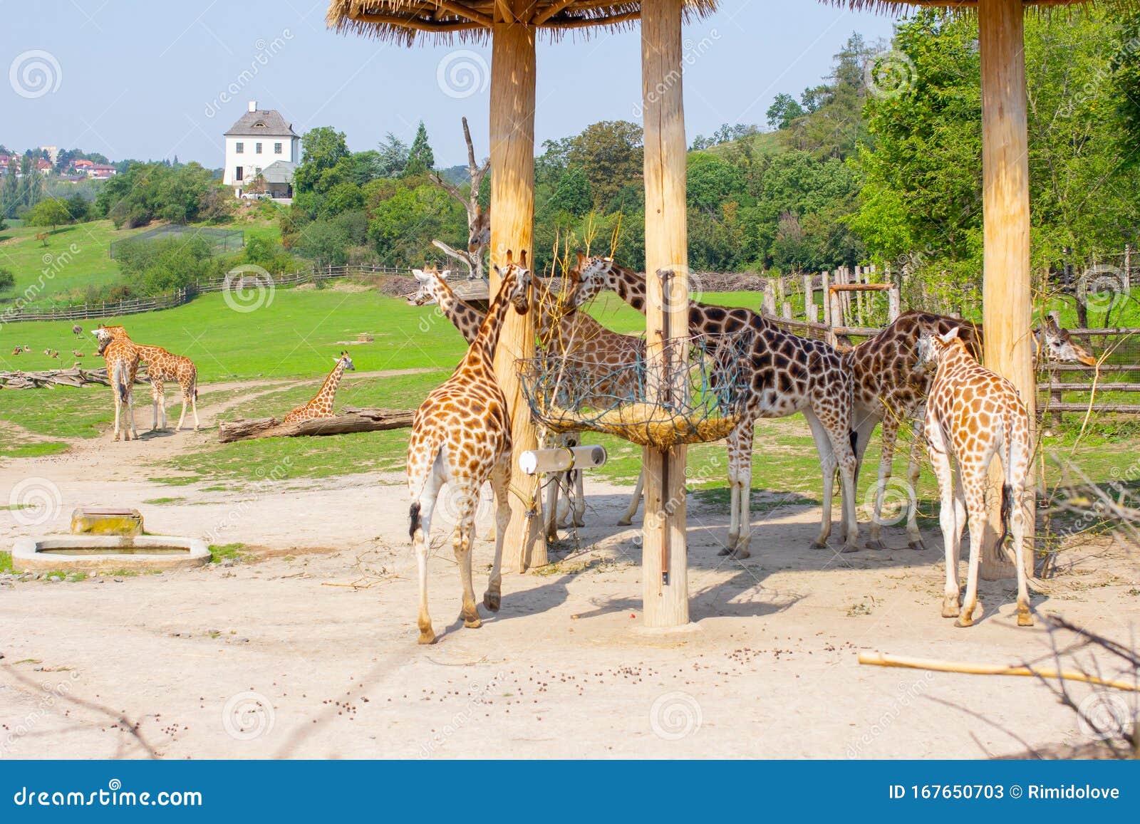 Giraffes in Their Natural Environment. Stock Image - Image of closeup ...
