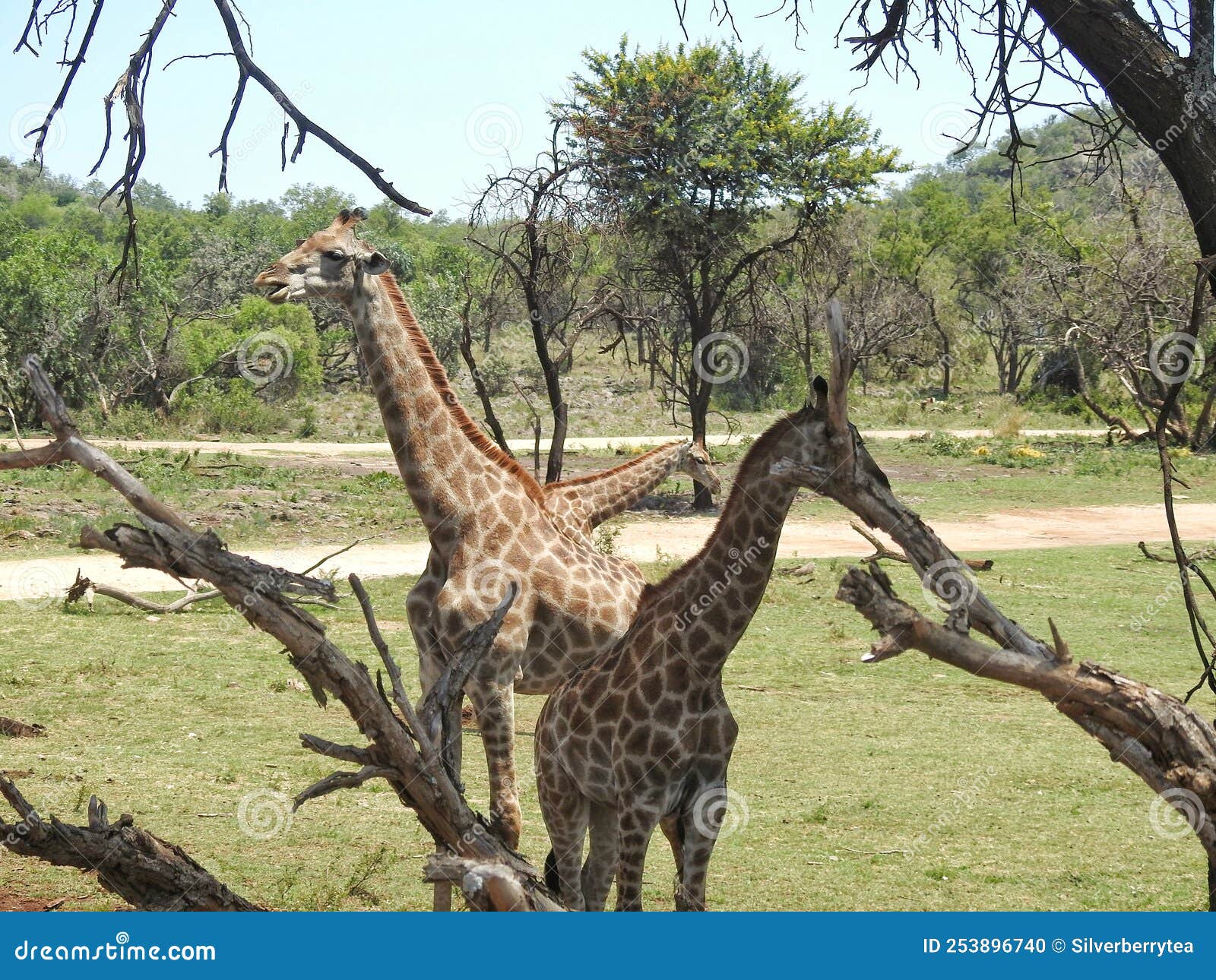 3 Giraffes between the Trees Stock Photo - Image of giraffe, adventure ...