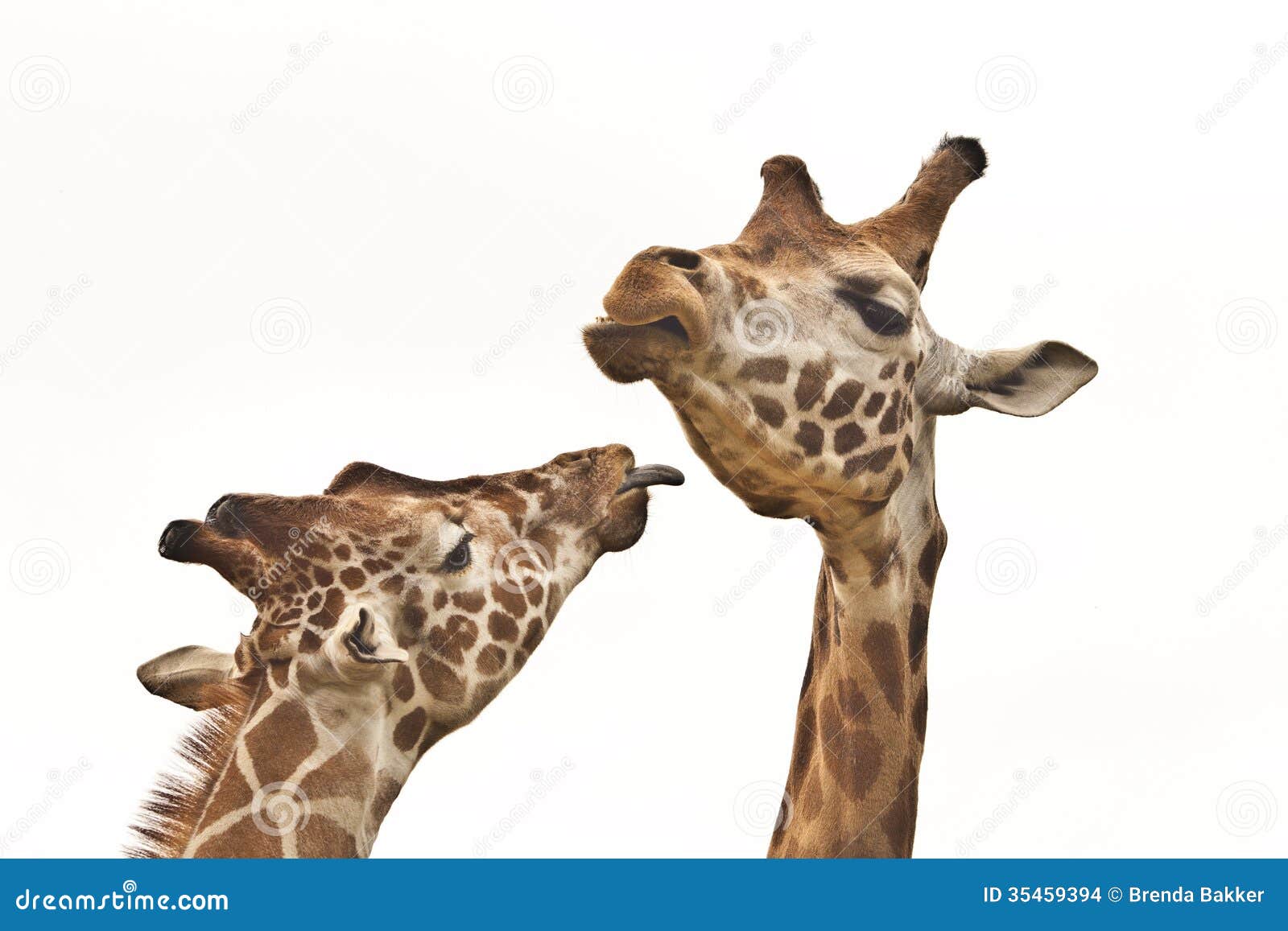 Grumpy Giraffe In Black And White Royalty-Free Stock Image | CartoonDealer.com #132034204