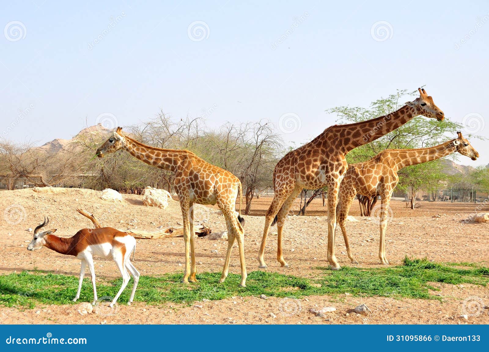 Giraffes in UAE zoo. stock photo. Image of journey, savannah - 31095866