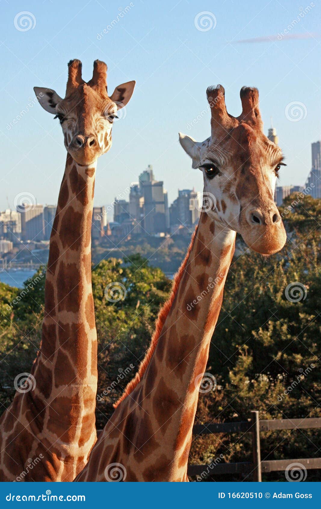Giraffes in urban zoo stock photo. Image of portrait - 16620510