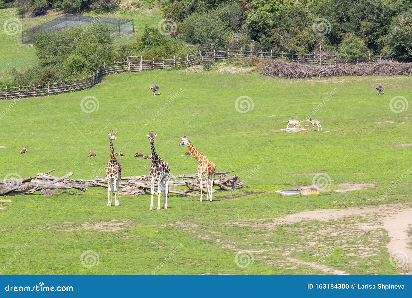 Giraffes Walk on Green Field, Animals in Wild Stock Photo - Image of ...