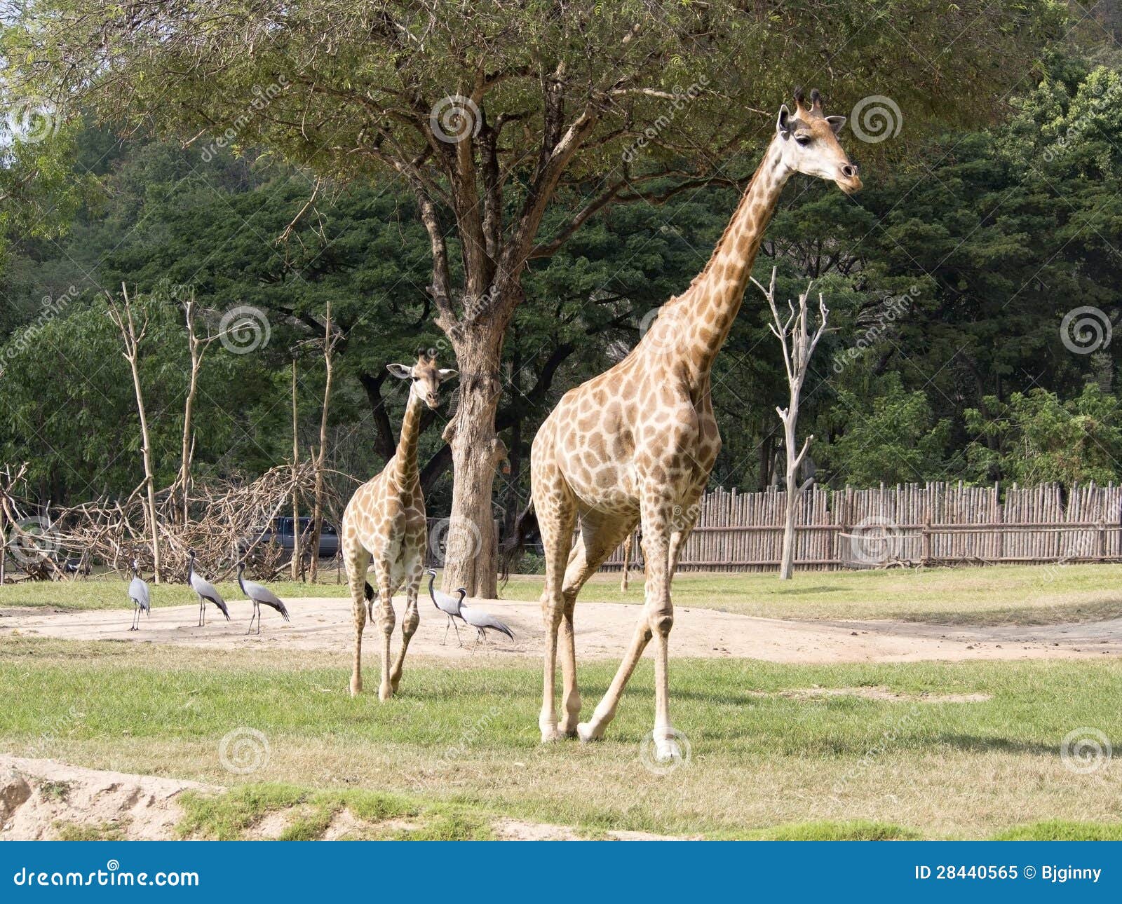 Giraffes walking stock image. Image of eyes, nose, pair - 28440565