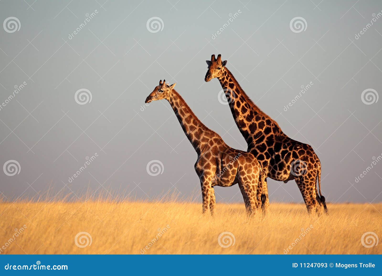 Giraffes in Yellow Grassland Stock Image - Image of giraffe, grassland ...