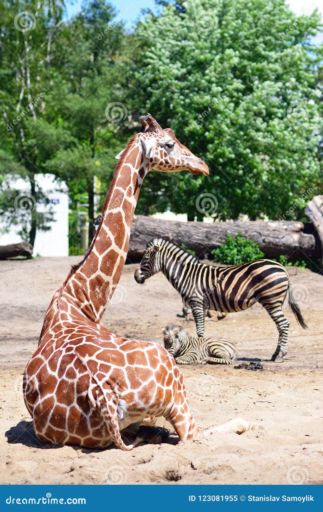 Giraffes and Zebra in the Zoo Safari Park Stock Image - Image of south ...