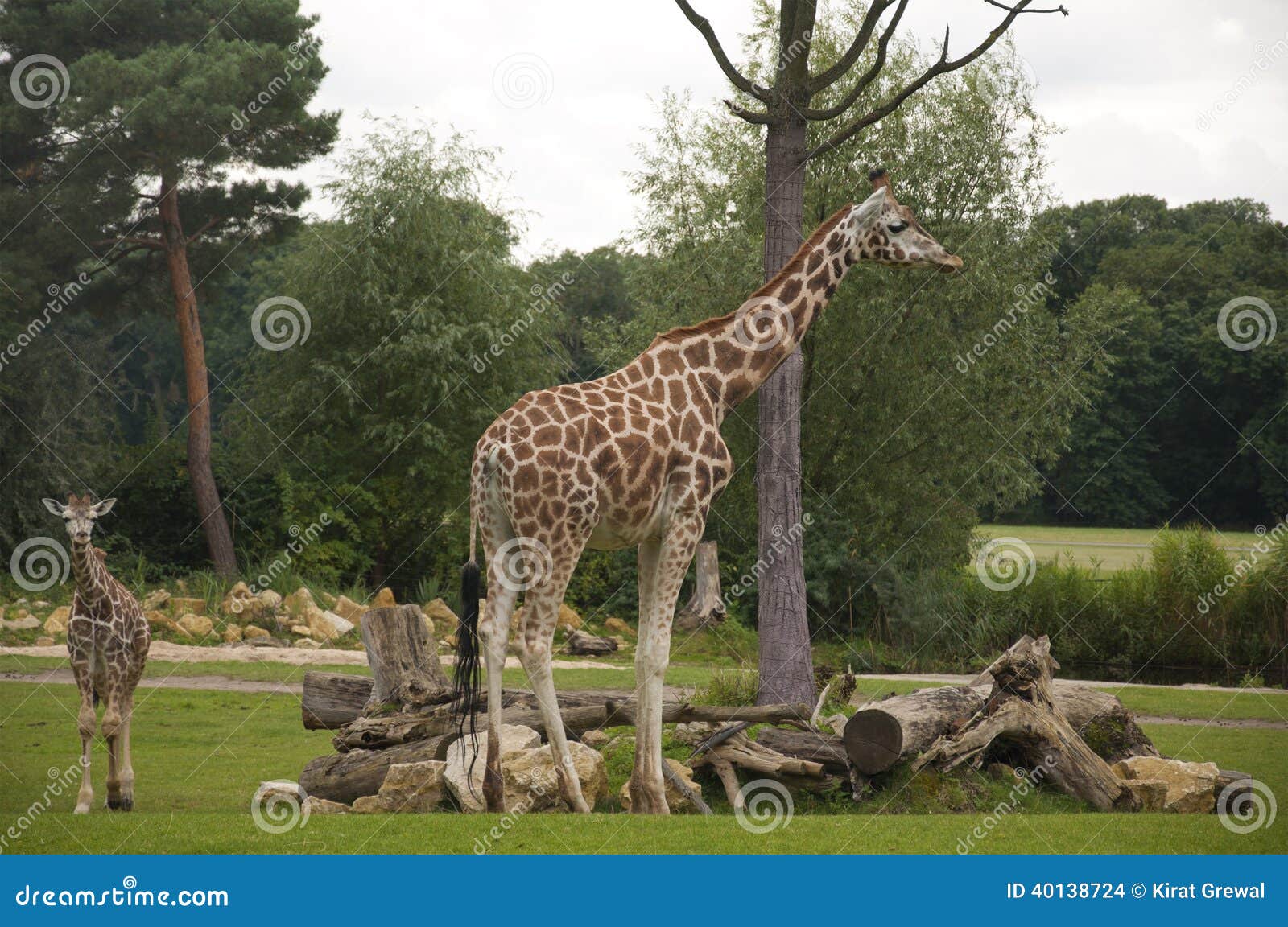 Giraffes stock photo. Image of leipzig, germany, fauna - 40138724