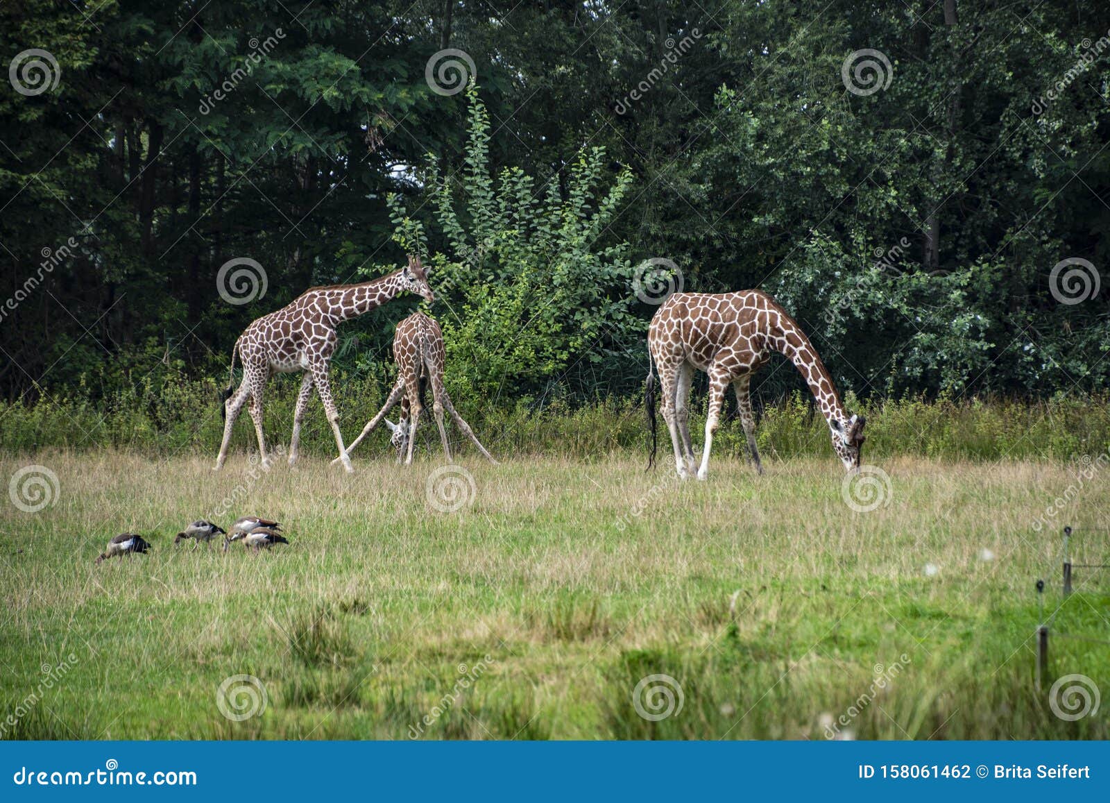 Giraffes in the Zoo. Keeping Wild Animals in Captivity Stock Photo ...