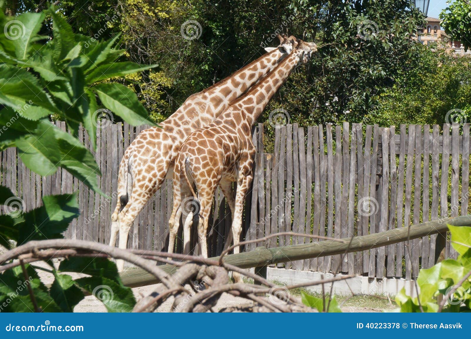 Giraffes at the Zoo in Rome, Italy Stock Photo - Image of friends ...