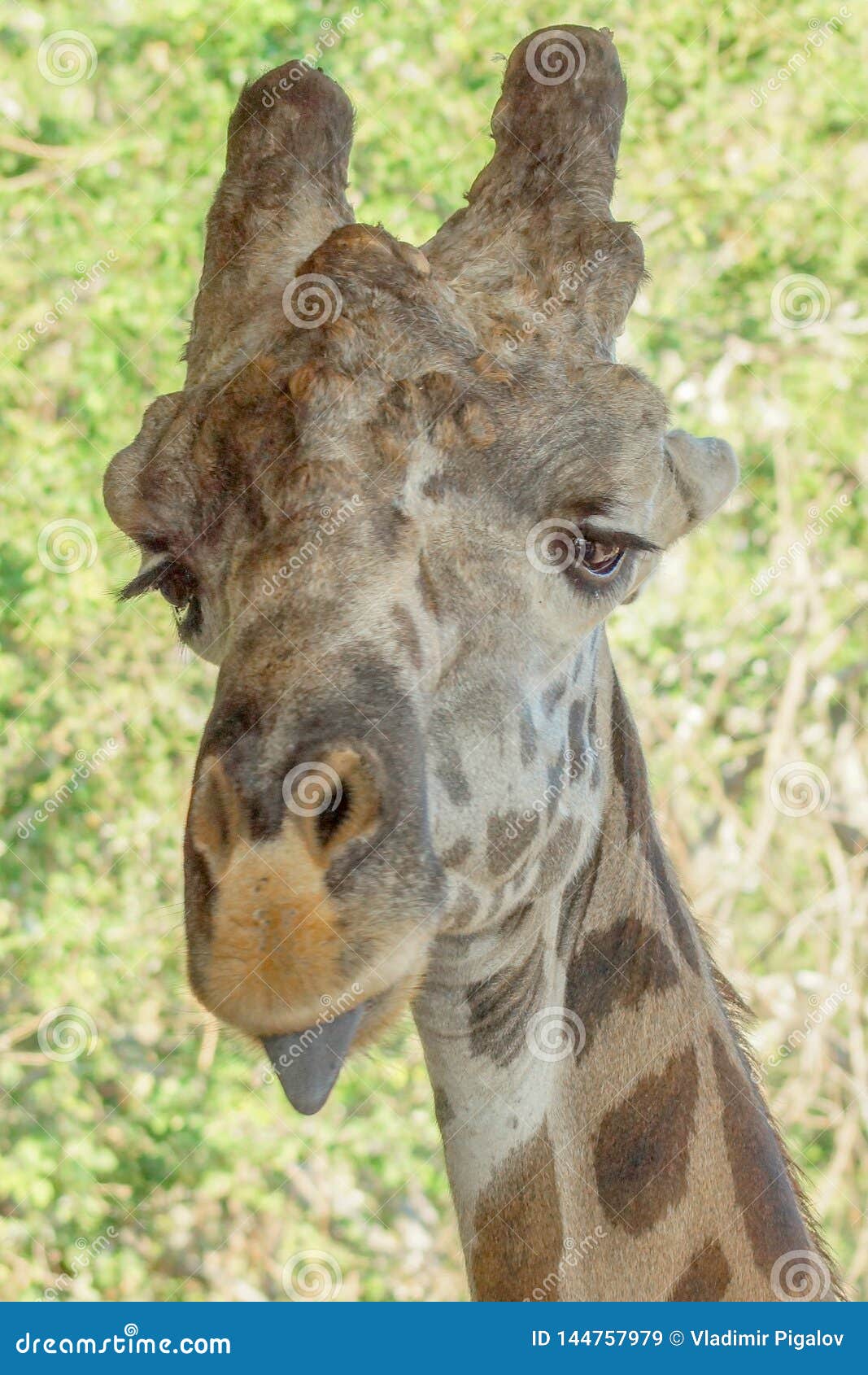 Giraffes in the Zoo Up Close Look Stock Image - Image of portrait, head ... Giraffes in the Zoo Up Close Look Stock Image - Image of portrait, head ...