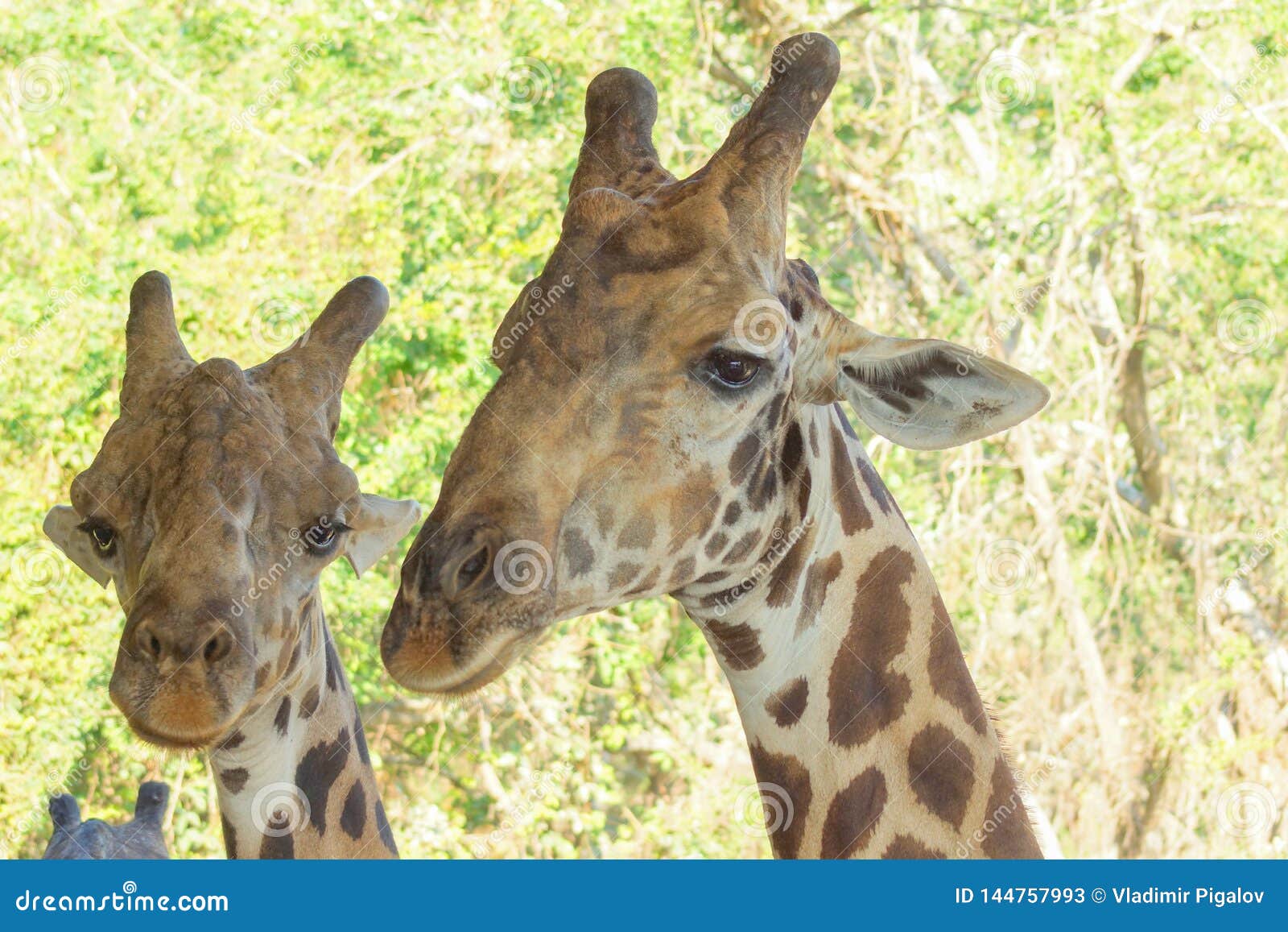 Giraffes in the Zoo Up Close Look Stock Image - Image of close, giraffa ... Giraffes in the Zoo Up Close Look Stock Image - Image of close, giraffa ...