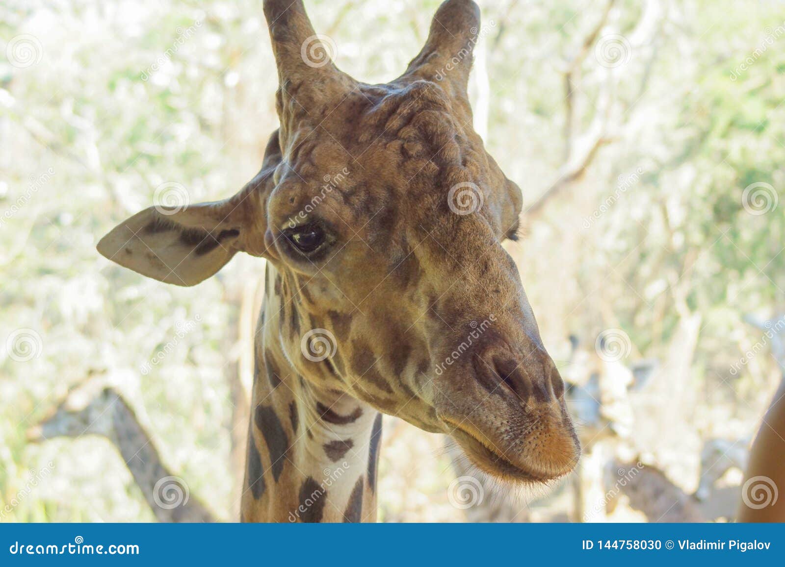 Giraffes in the Zoo Up Close Look Stock Photo - Image of giraffes ... Giraffes in the Zoo Up Close Look Stock Photo - Image of giraffes ...