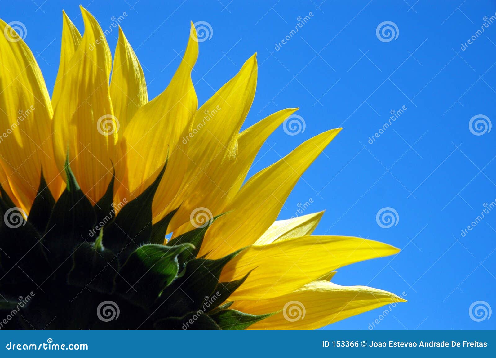 Girasol foto de archivo. Imagen de macro, flor, flores - 153366