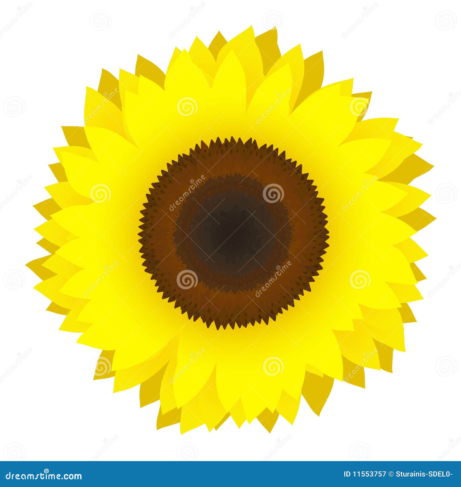 Girasol del vector ilustración del vector. Ilustración de objeto - 11553757