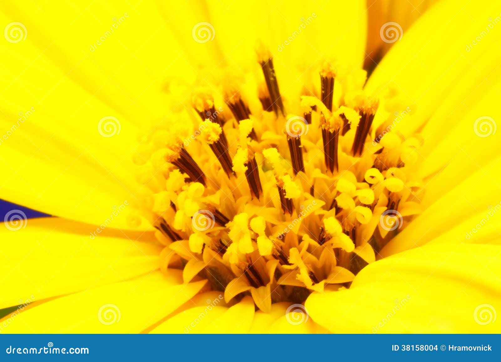 Girasol flower close up stock photo. Image of sunflower - 38158004