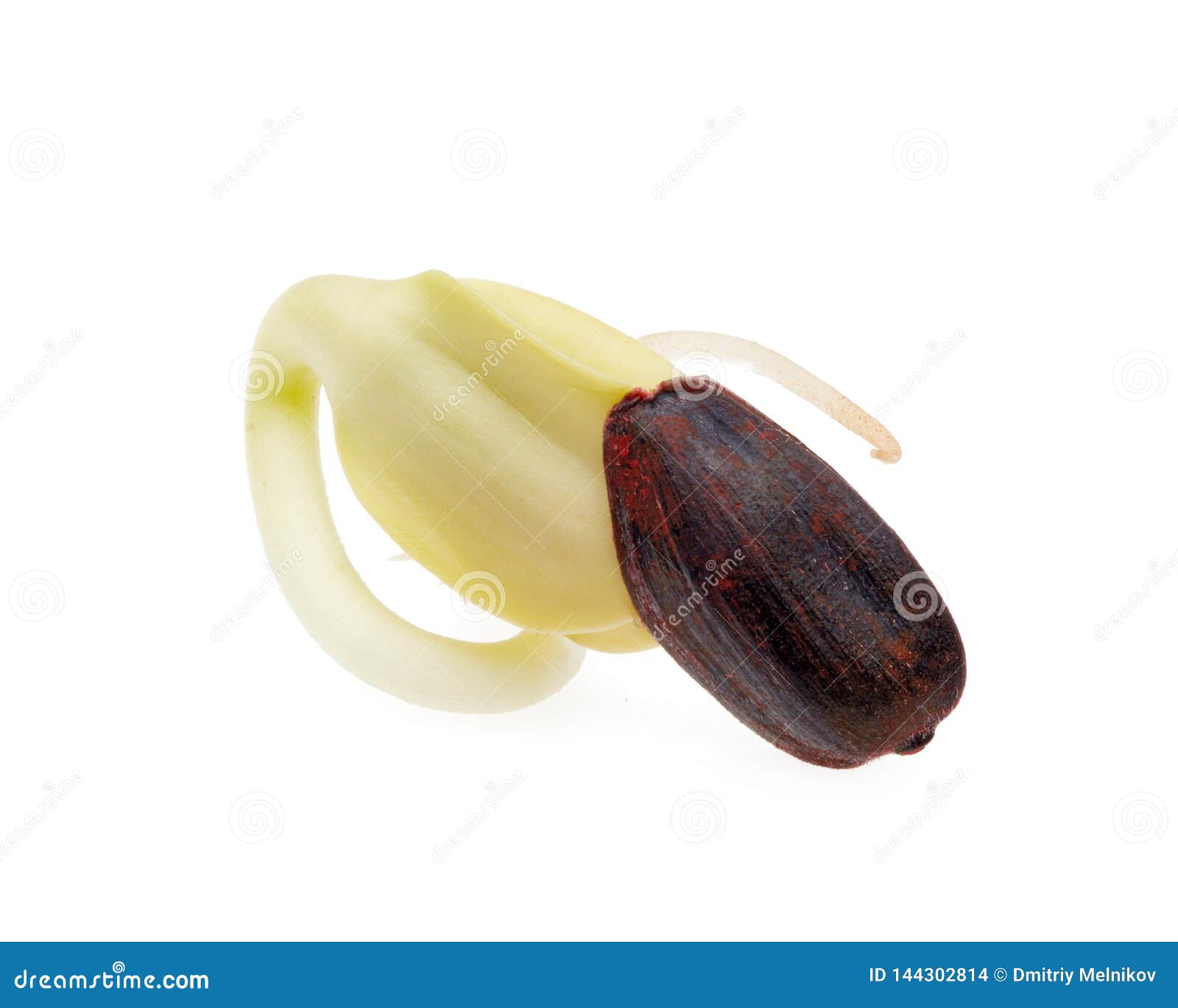 Girasol, semilla germinada foto de archivo. Imagen de crecimiento ...