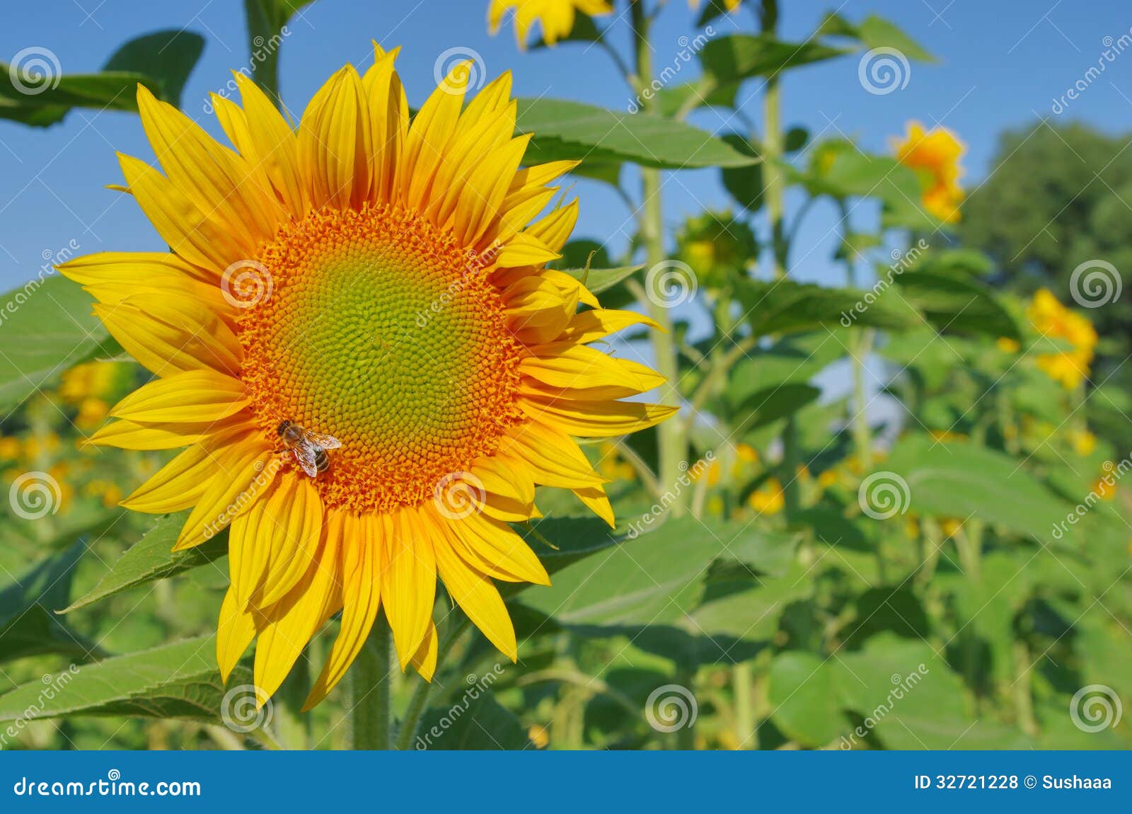Girasol y abeja foto de archivo. Imagen de flora, belleza - 32721228 Girasol y abeja foto de archivo. Imagen de flora, belleza - 32721228