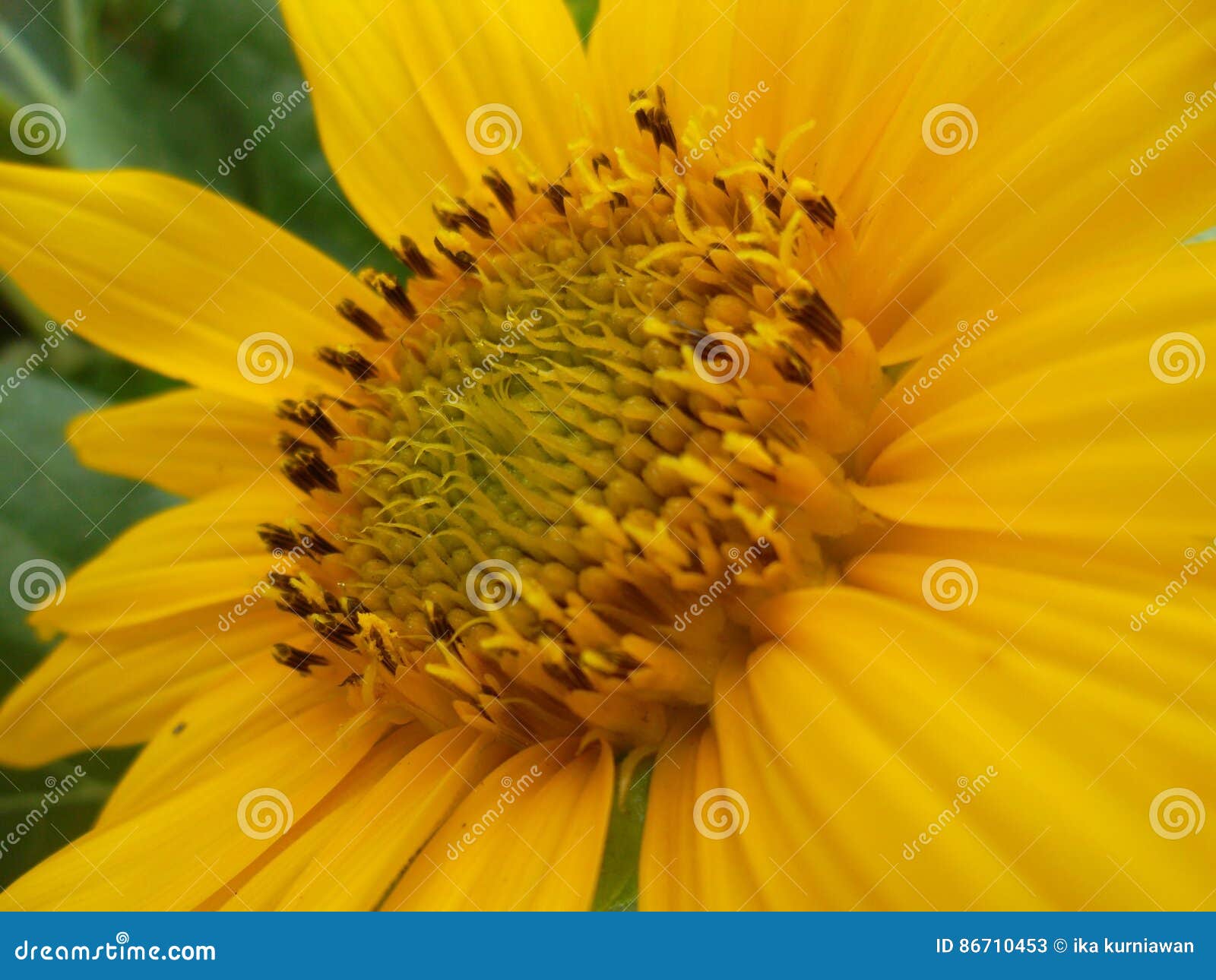 Girasoles de los pistilos imagen de archivo. Imagen de pistilo - 86710453