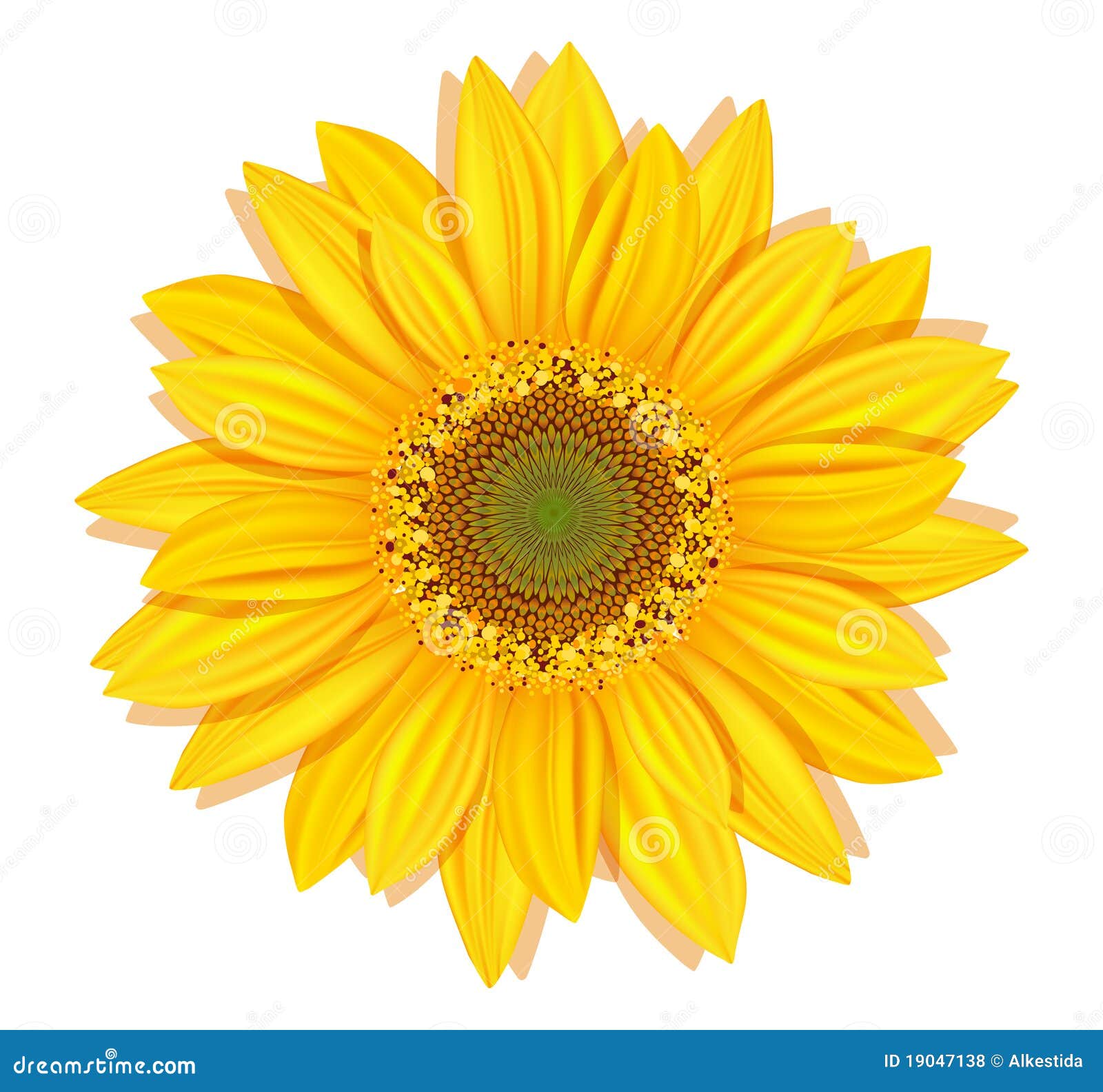 Girasoles Del Vector En Un Fondo Blanco Ilustración del Vector ...