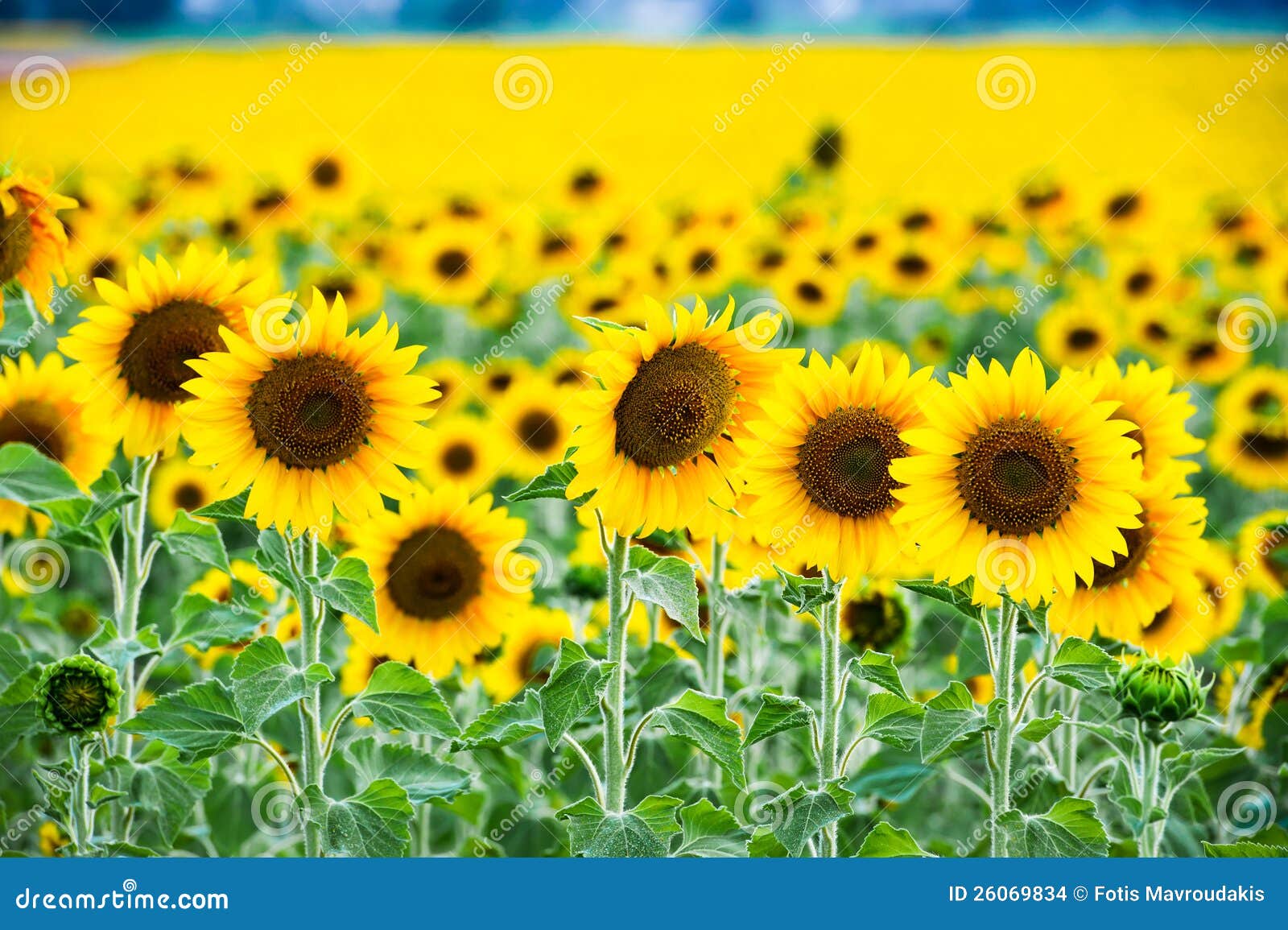 Girassóis Imagens de Stock - Imagem: 26069834