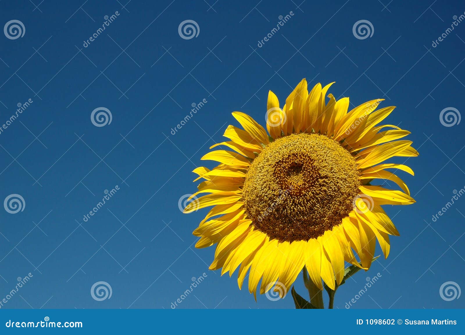 Girassol stock photo. Image of sunflower, floresta, macro - 1098602