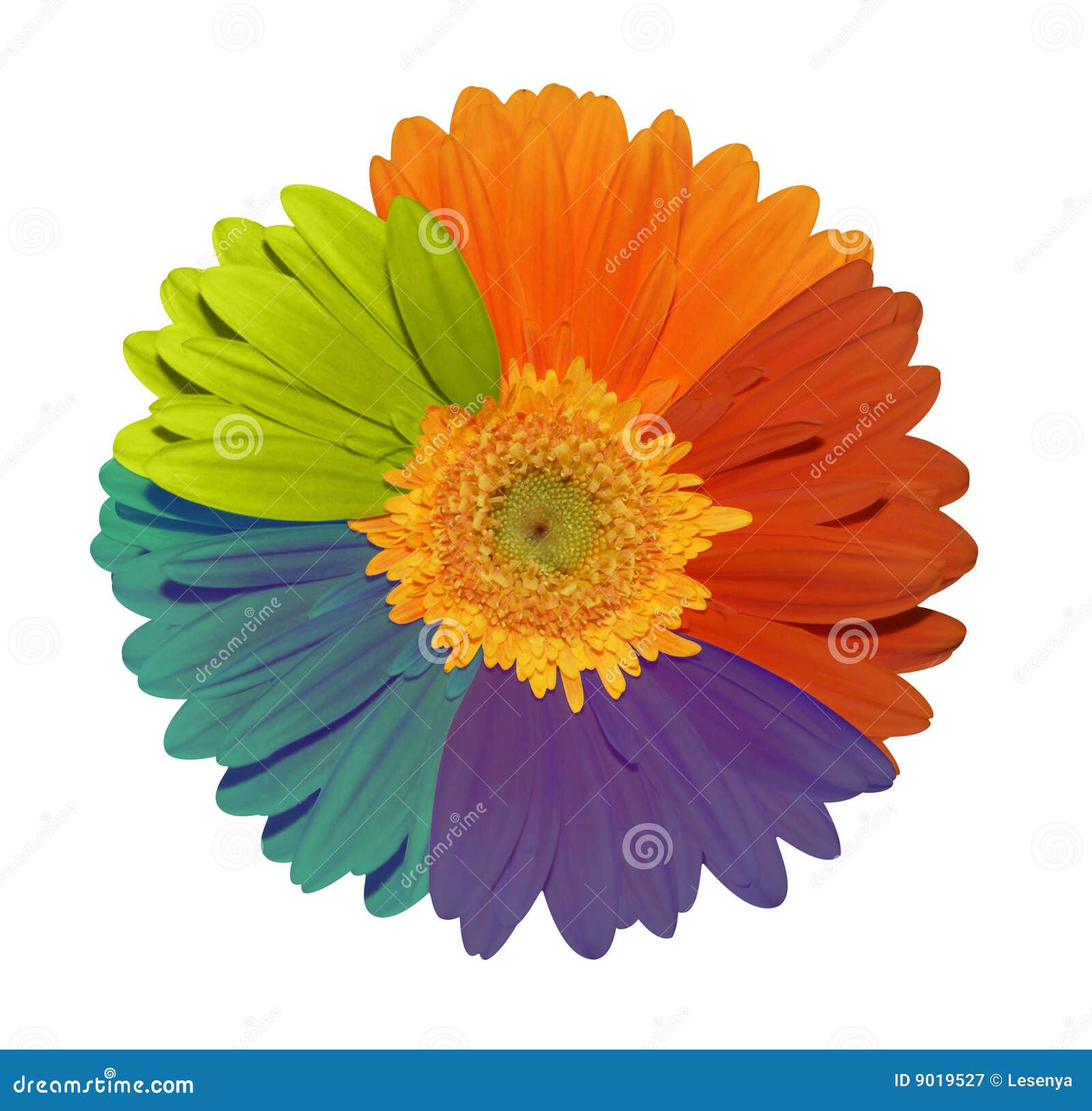 Girassol colorido cheio imagem de stock. Imagem de verde - 9019527