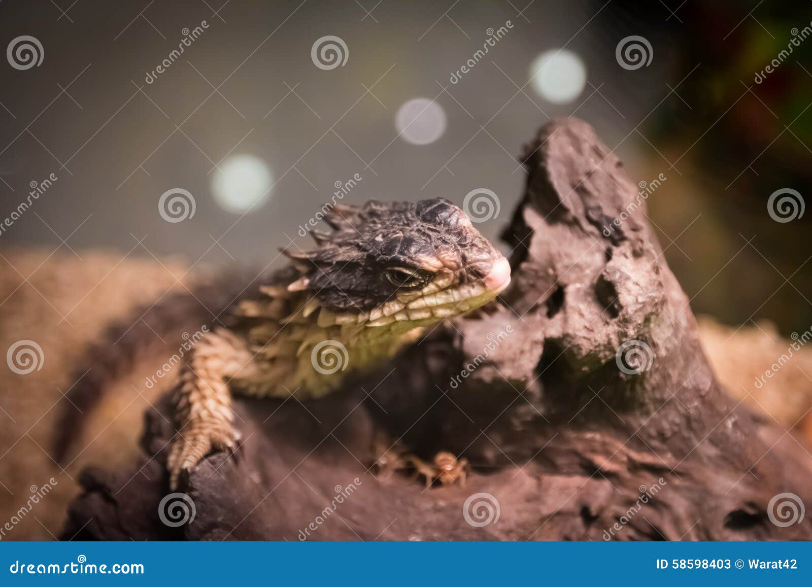 Girdled Lizard stock image. Image of armored, fauna, crickets - 58598403