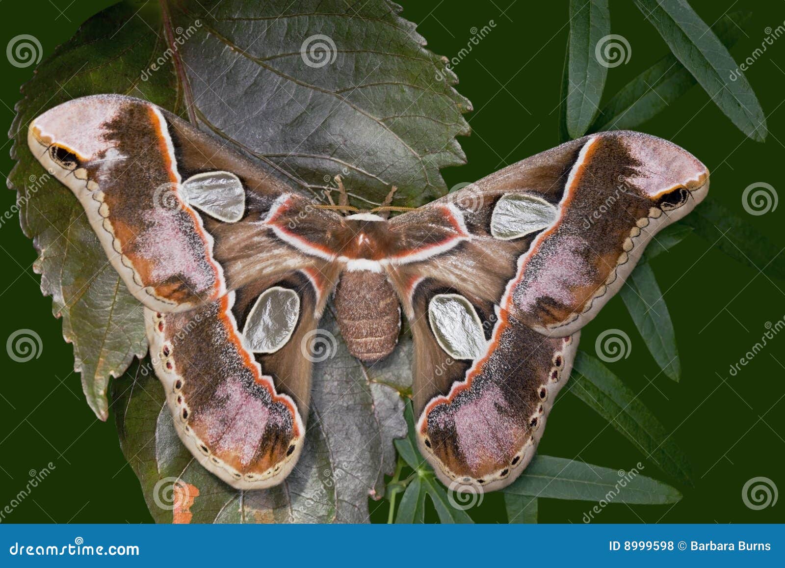 Girdled Silk Moth stock photo. Image of bright, large - 8999598