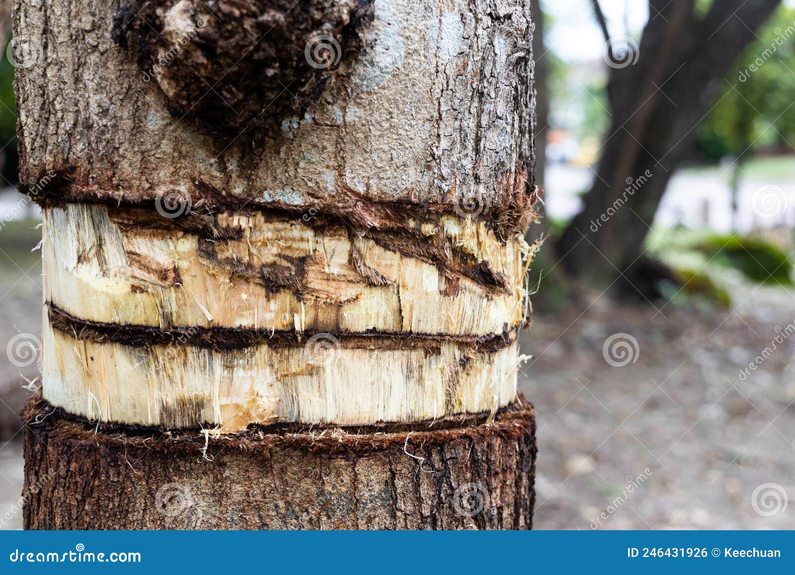 Girdling Tree Trunk Bark Will Kill the Tree with Nutrients Prevented ...