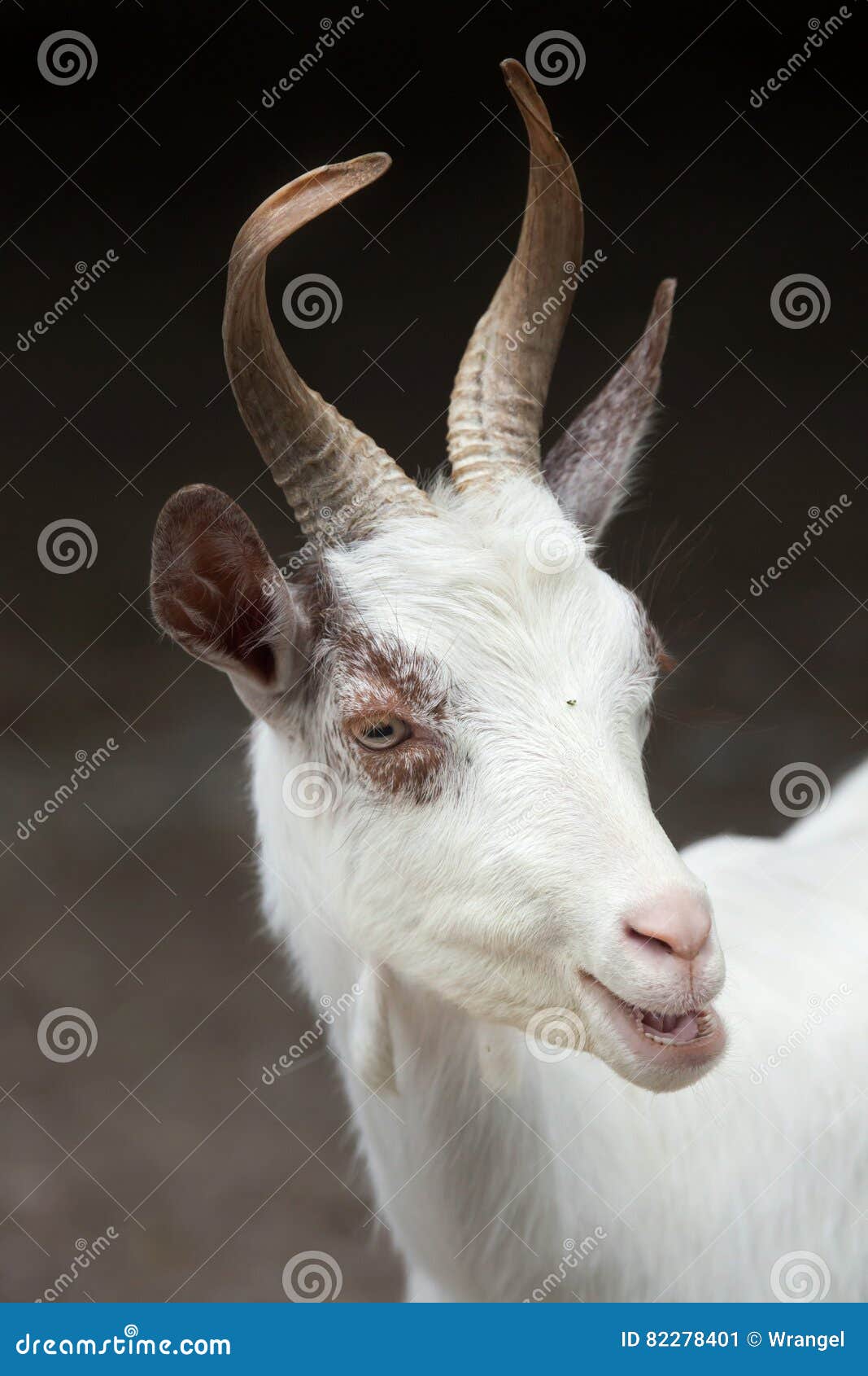 Girgentana Goat Capra Aegagrus Hircus Stock Image - Image of farm ...