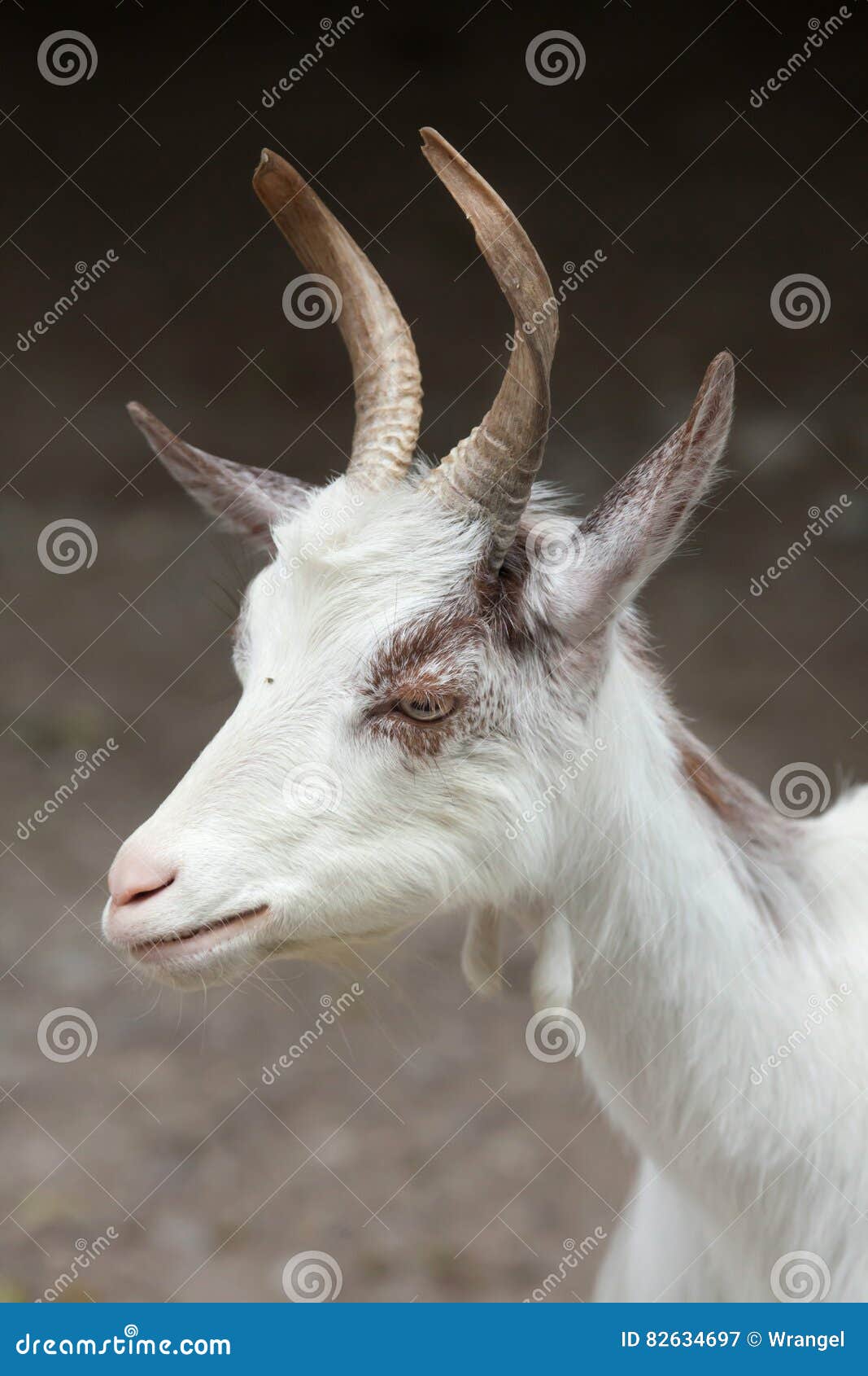 Girgentana Goat Capra Aegagrus Hircus Royalty-Free Stock Photo ...