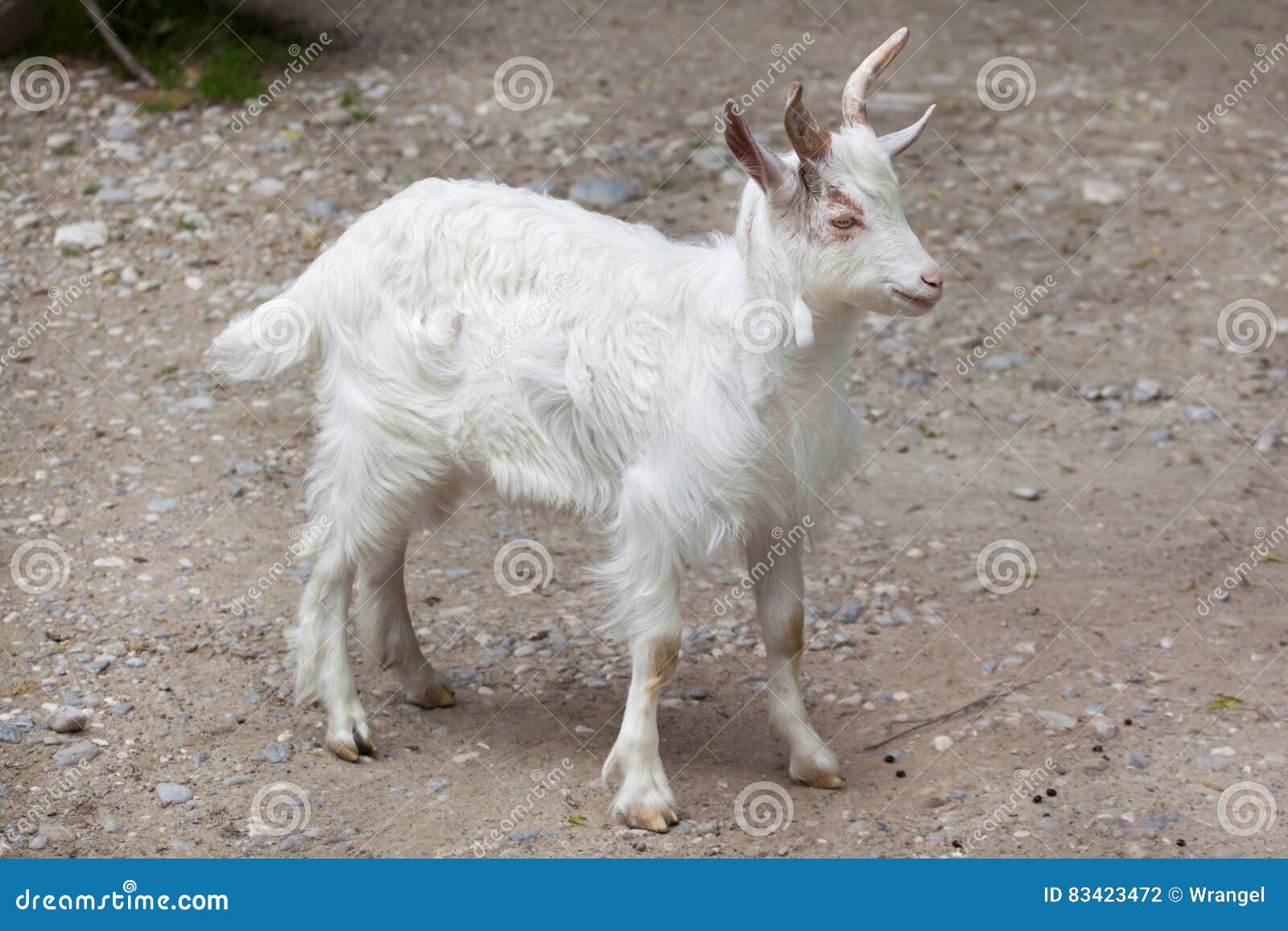Girgentana Goat Capra Aegagrus Hircus Stock Photo - Image of farm ...