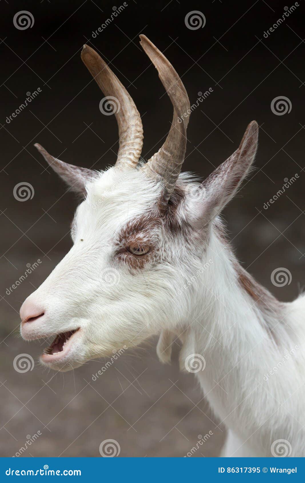 Girgentana Goat Capra Aegagrus Hircus Stock Image - Image of animal ...