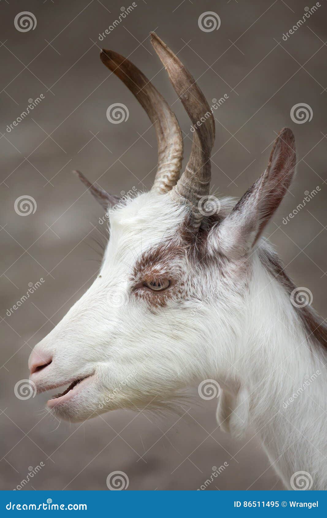 Girgentana Goat Capra Aegagrus Hircus Stock Image - Image of goat ...