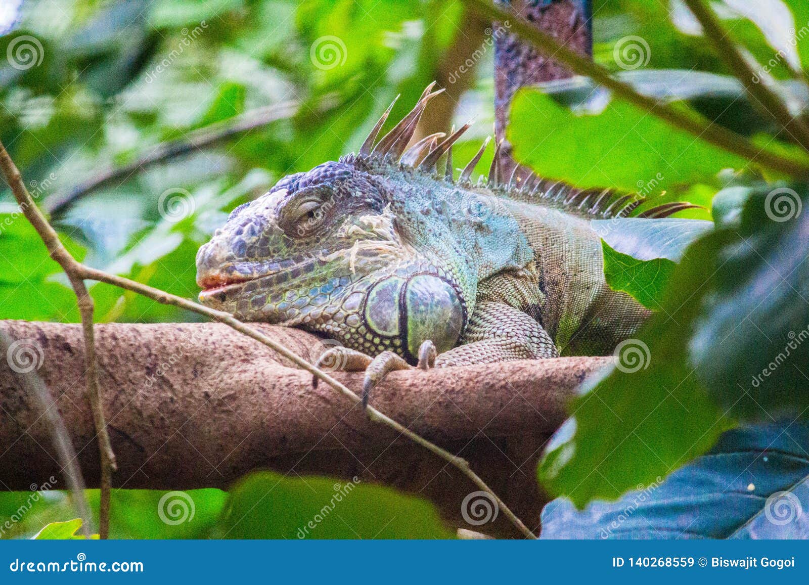 The Girgit. Chemelion stock image. Image of benarghetta - 140268559