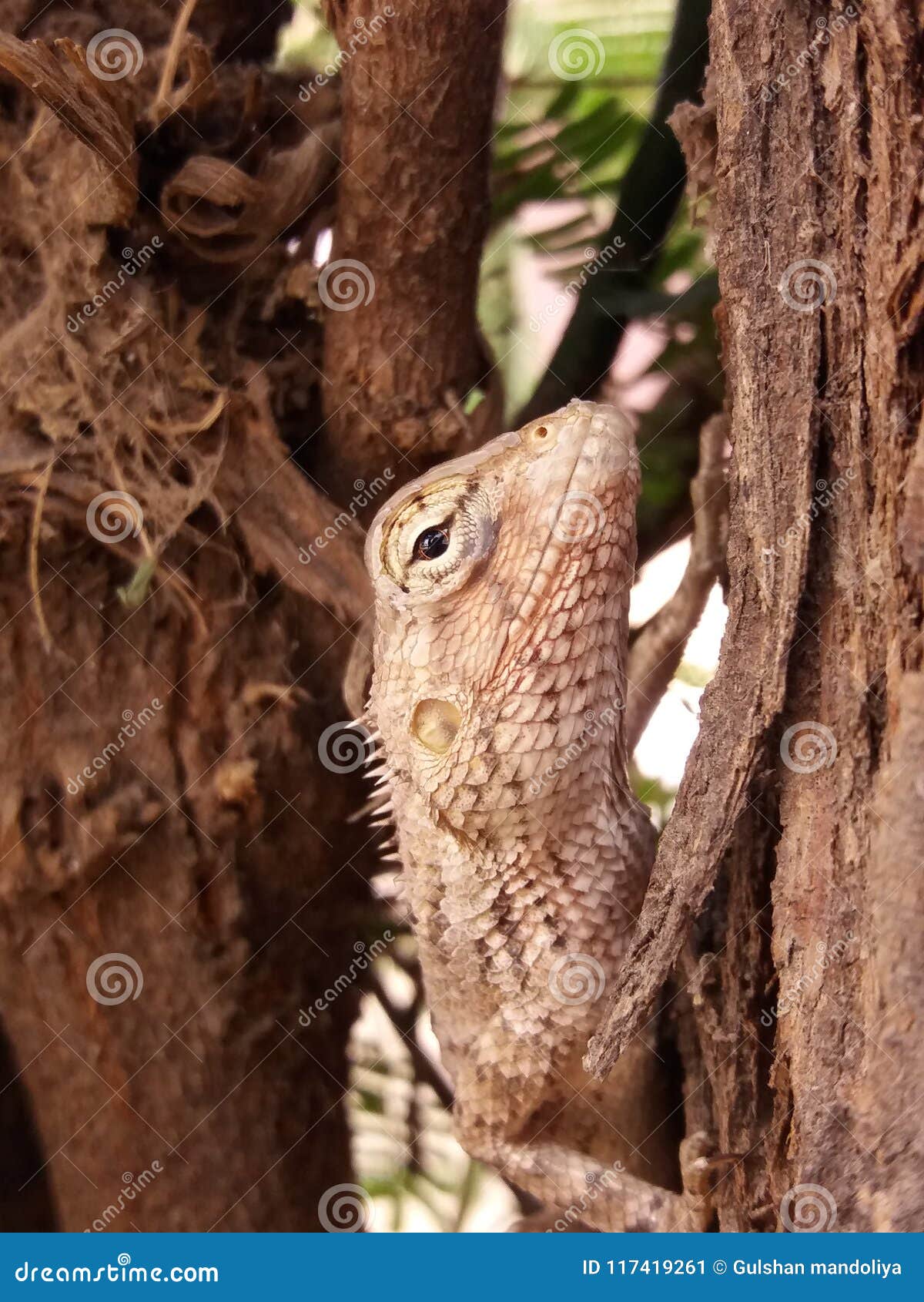 The girgit kids stock image. Image of kids, sunny, girgit - 117419261