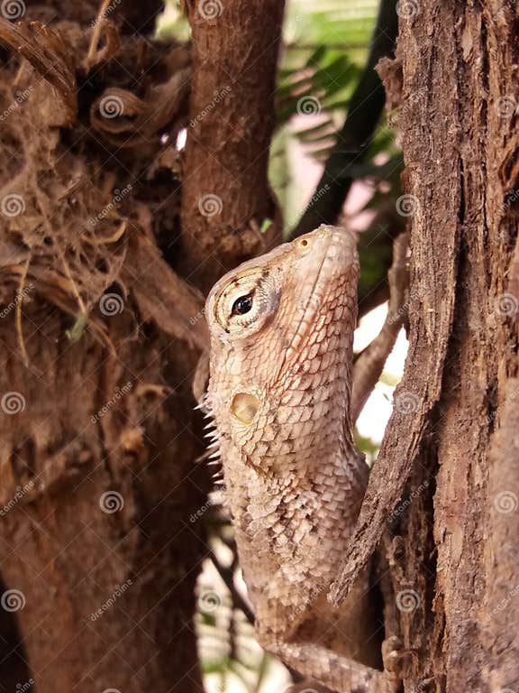 The girgit kids stock image. Image of kids, sunny, girgit - 117419261