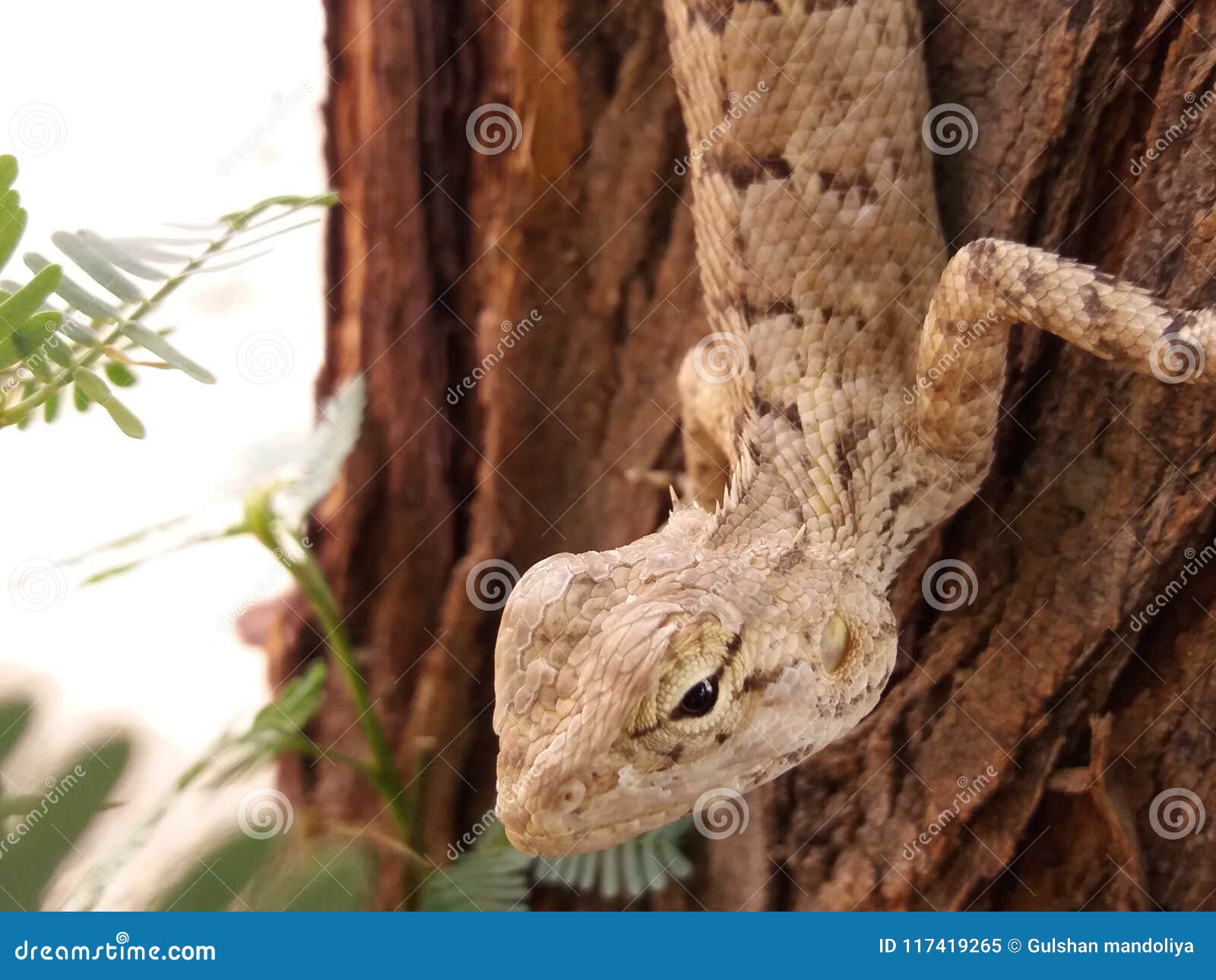 The girgit kids stock image. Image of calor, kids, tree - 117419265