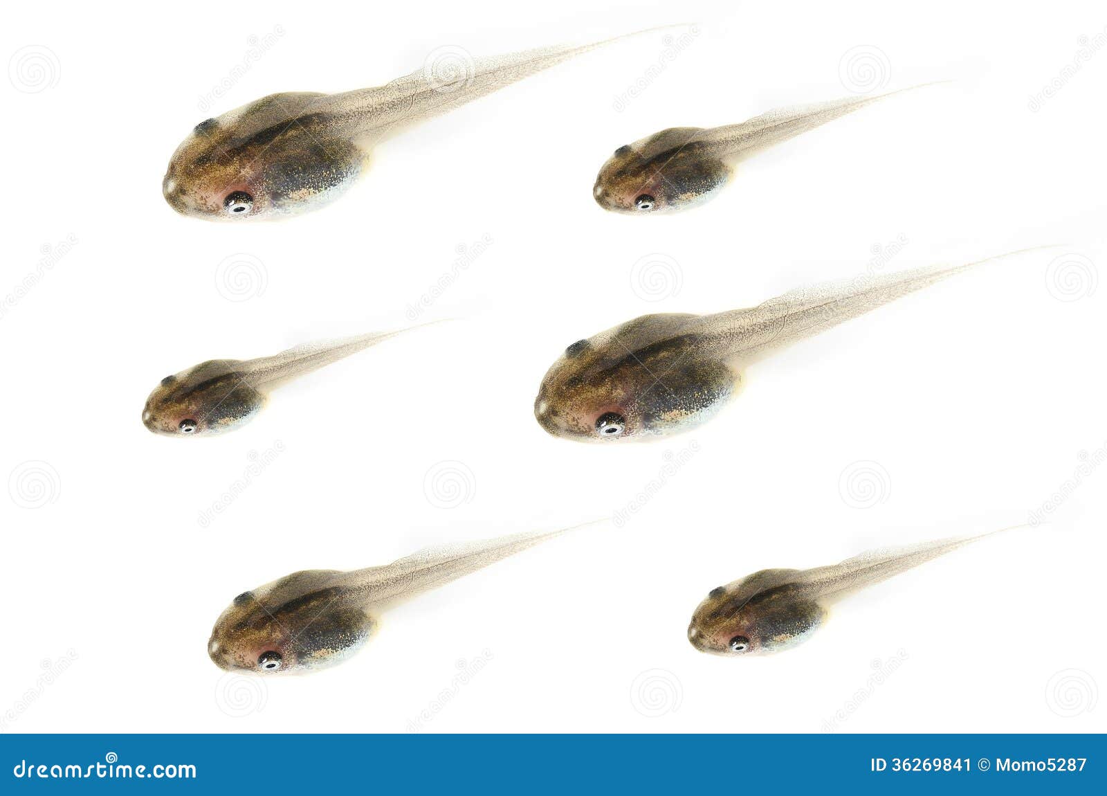 Girino imagem de stock. Imagem de animal, espécie, girino - 36269841