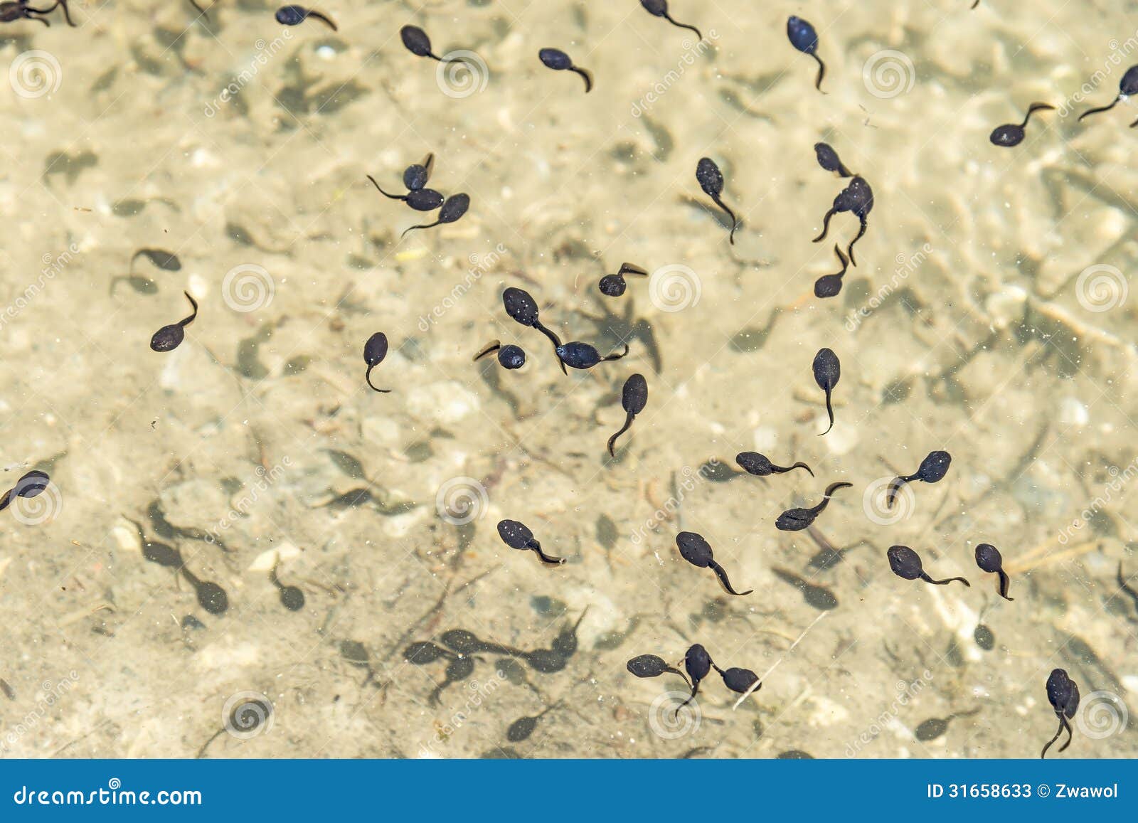 Girinos em um lago imagem de stock. Imagem de lagoa, desenvolvimento ...