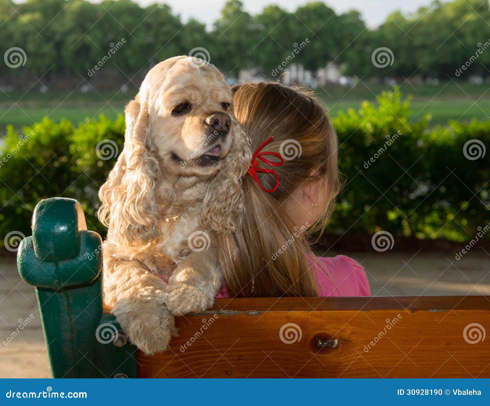 Girl with American Cocker Spaniel Stock Photo - Image of american ...