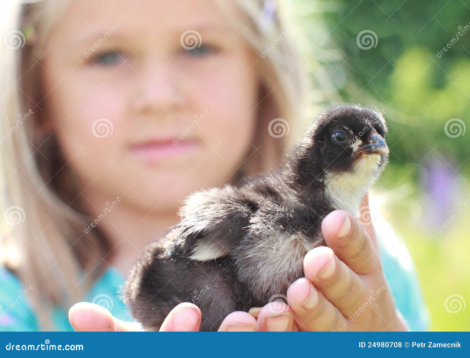 Girl with baby duck stock photo. Image of farm, portrait - 24980708