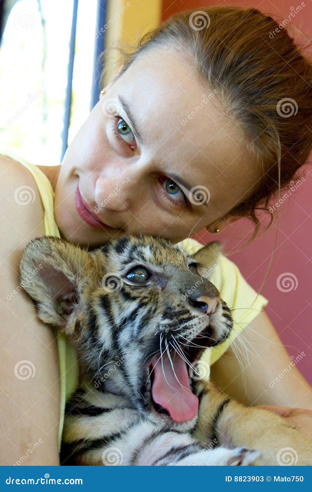 Girl with baby tiger stock image. Image of wildlife, sweet - 8823903