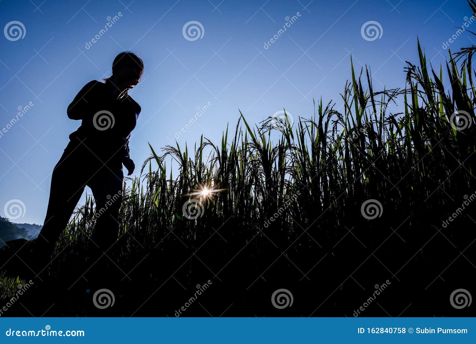The Girl in Backlit View of Black Shadow Running and Running in Rice ...